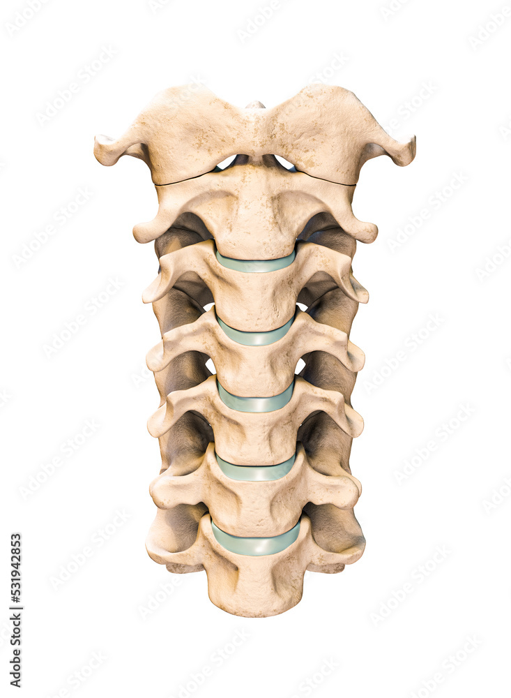 Anterior or front view of the seven human cervical vertebrae isolated ...