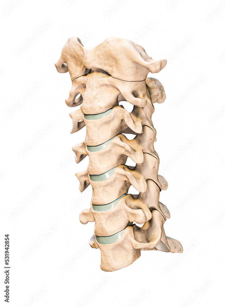 Three-quarter anterior or front view of the seven human cervical ...