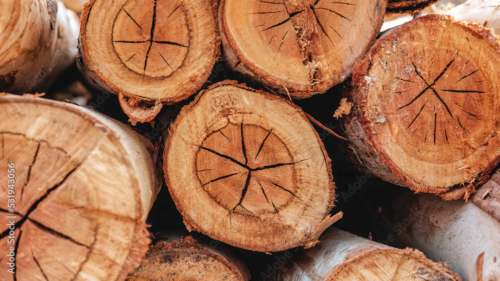The background of the cut wood reveals the pattern and details or ...
