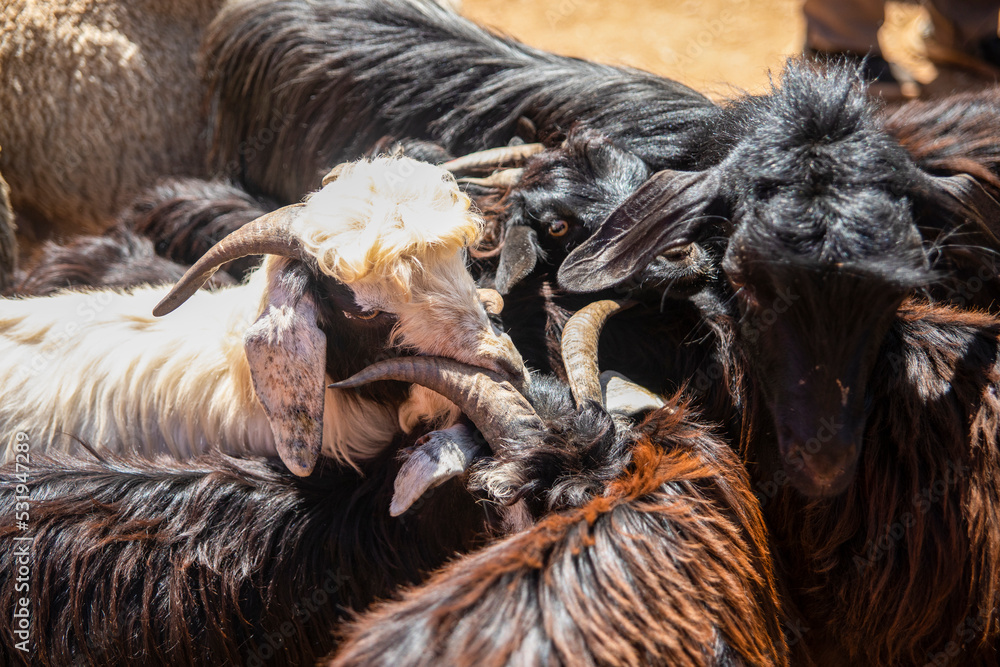 Herd of sheep and lambs for the feast of the lamb to commemorate the ...