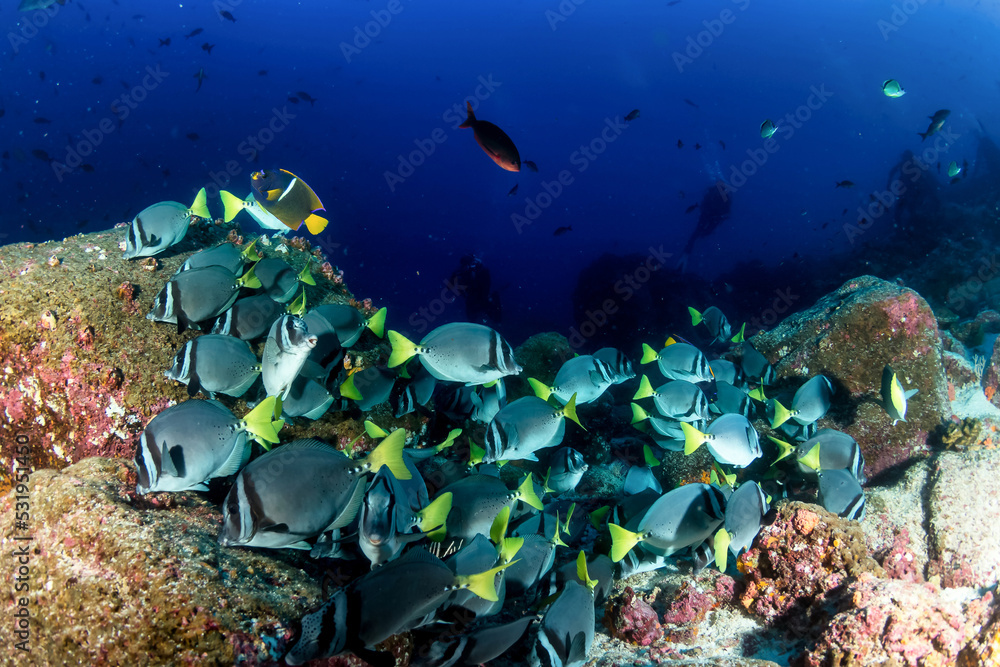 School green fish swimming in blue ocean water tropical under water ...