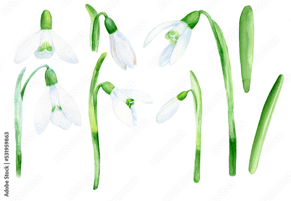 Snowdrop flower watercolor illustration, clipart 600 dpi PNG ...