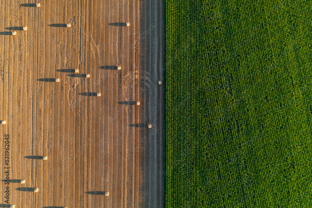 Aerial top down view of wheat and corn fields at sunset. Parallel lines ...