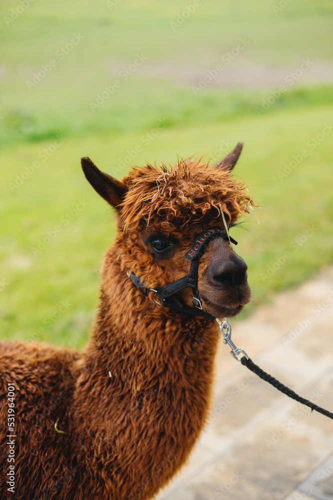 llama alpaca two animals brown color in nature at the ceremony animals ...