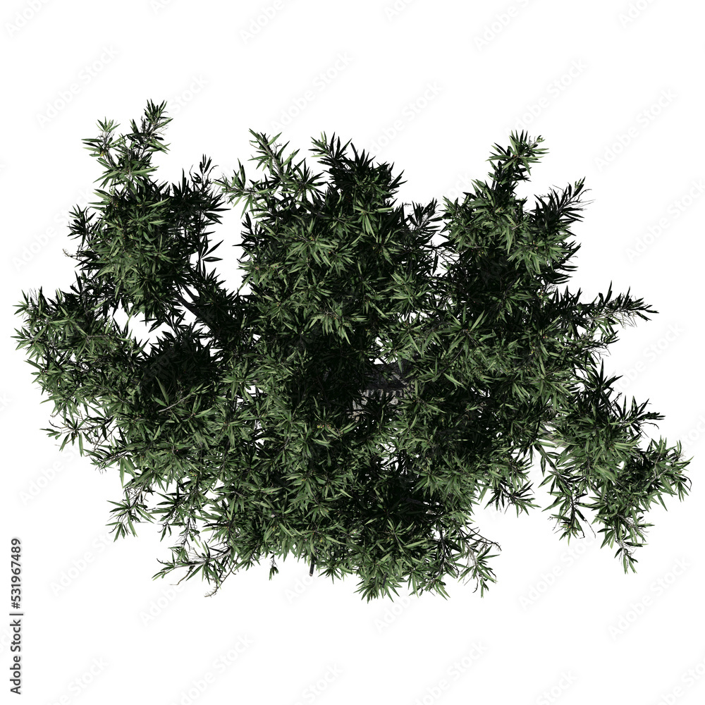 African Olive Tree – Isolated Top View Stock Photo | Adobe Stock