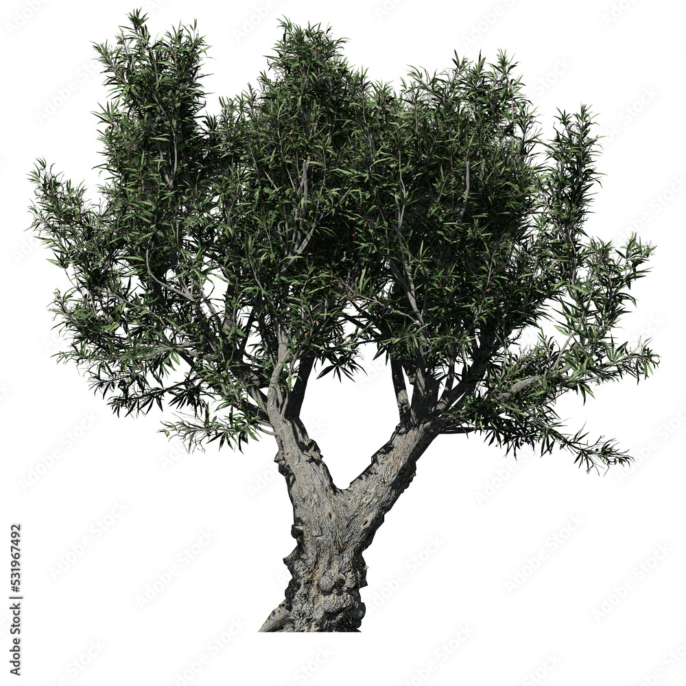 African Olive Tree – Isolated Front View Stock Photo | Adobe Stock