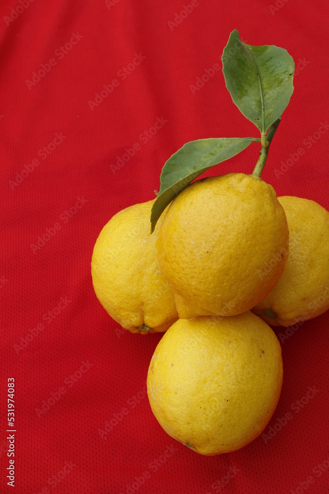 Frutos de limones amarillos maduros con el cabo y sus hojas verdes es ...