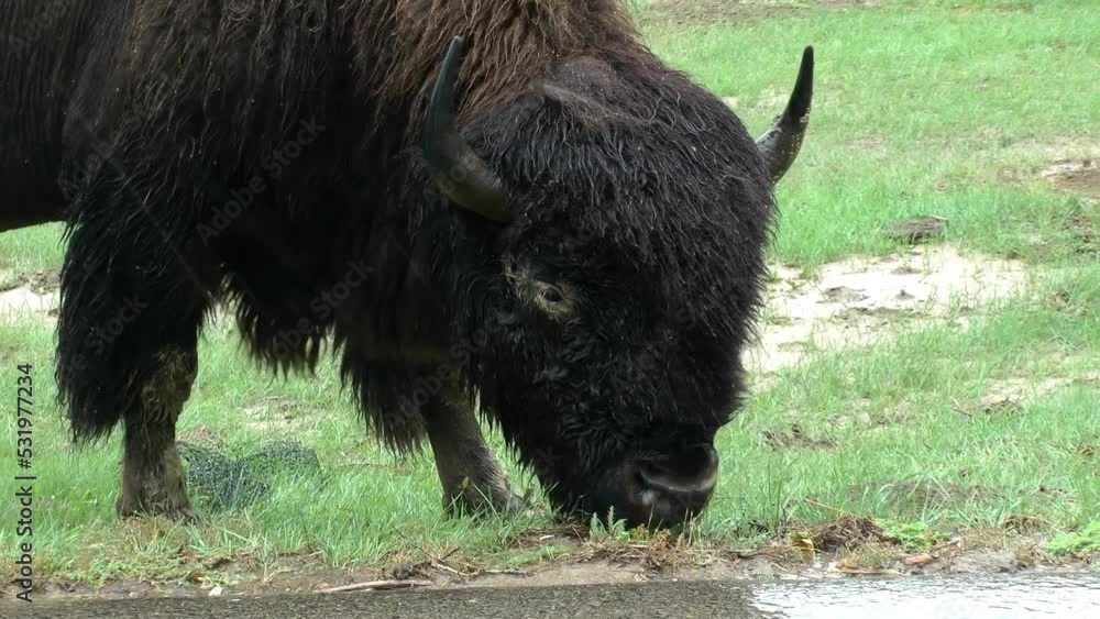 American bison eats in the rain, close shot Theodore Roosevelt National ...