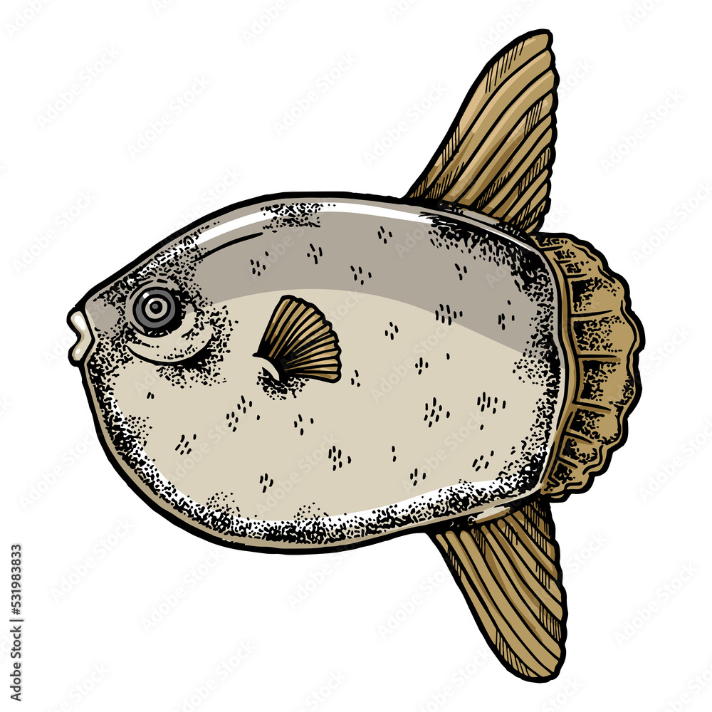 Ocean sunfish sketch engraving PNG illustration with transparent ...