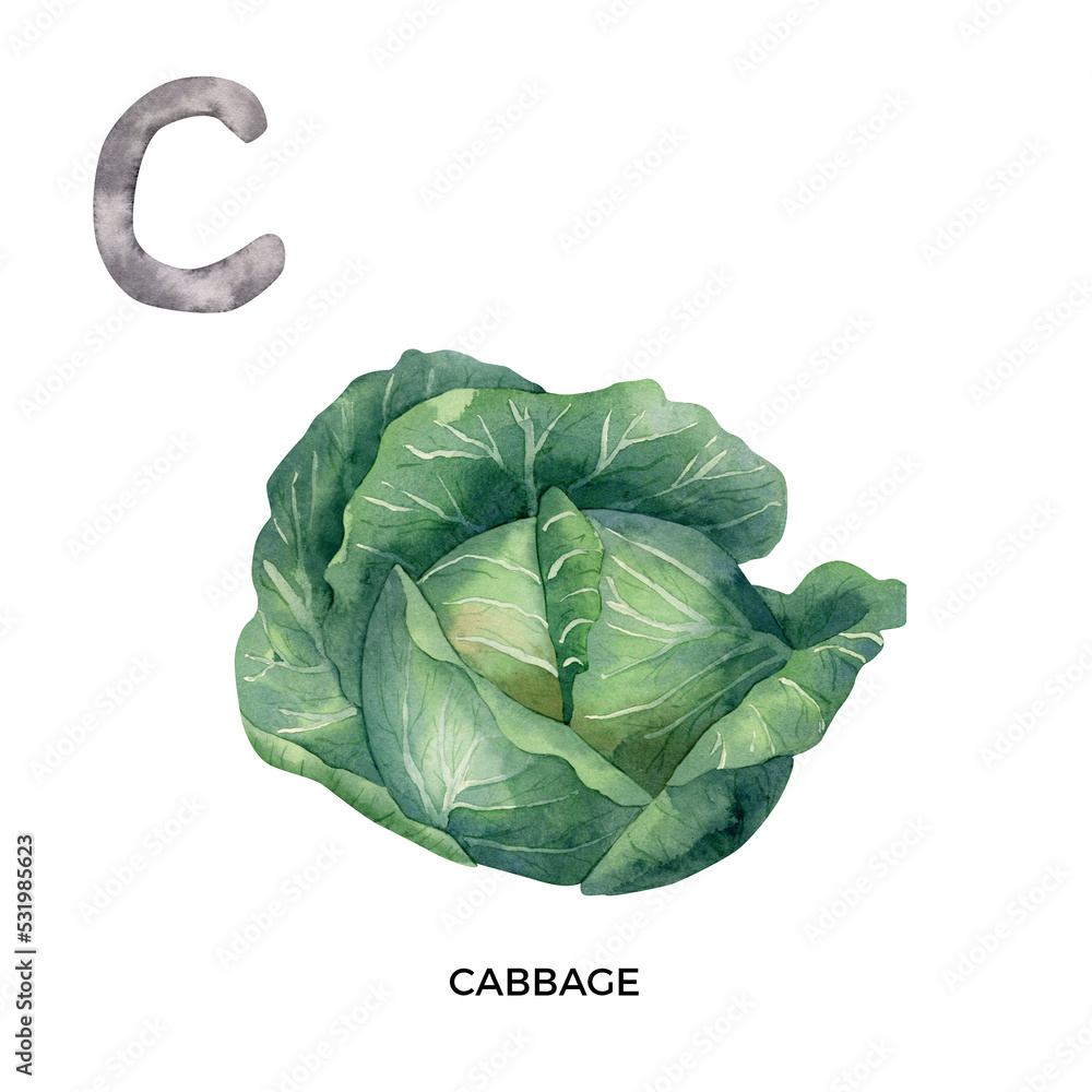 Watercolor letter C with cabbage illustration. English ABC, alphabet ...