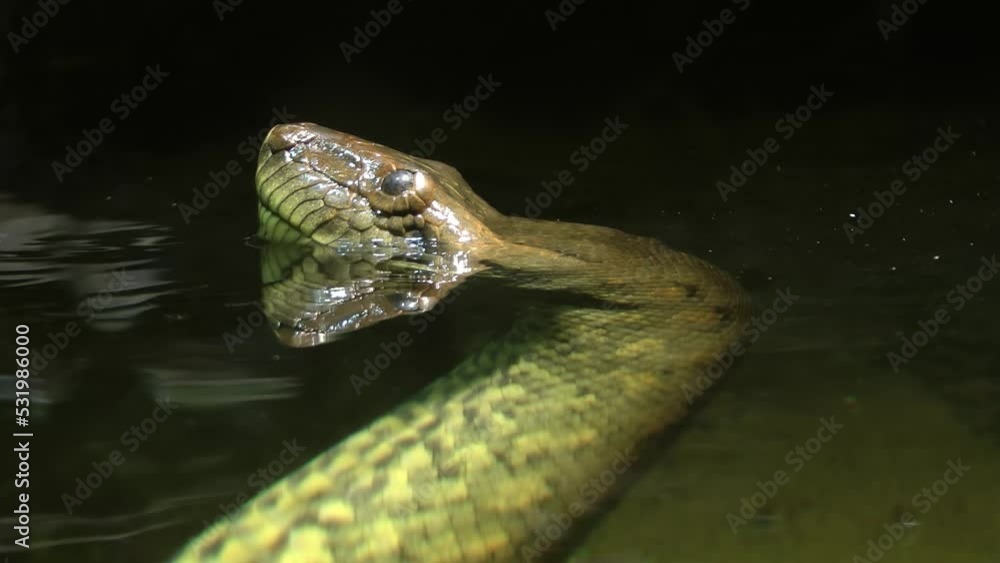 Anaconda above and underwater Anaconda is a distribution of the Python ...