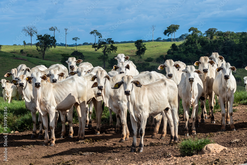 Herd of zebu Nellore animals in a pasture area of a beef cattle farm in Brazil Stock Photo ...