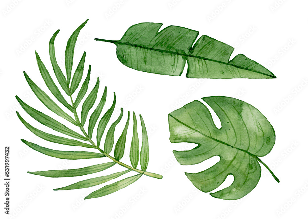 Watercolor tropical green leaves isolated on white background. Monstera ...