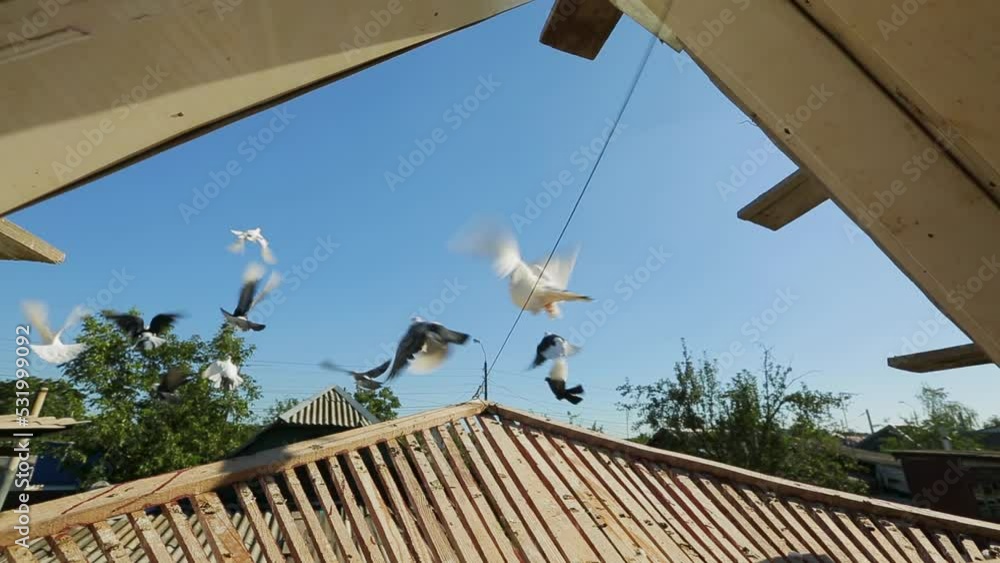 Homing pigeon domestic bird pigeon house bird. Dovecote. Domestic dove ...