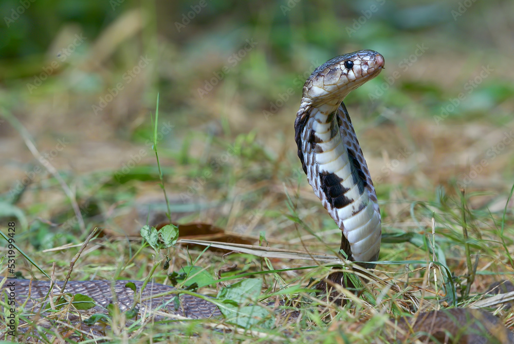 Equatorial Spitting Cobra ( Naja sumatrana) in attack position Stock Photo | Adobe Stock