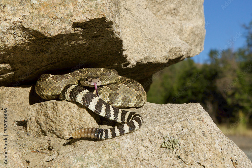 Northern Pacific Rattlesnake Range