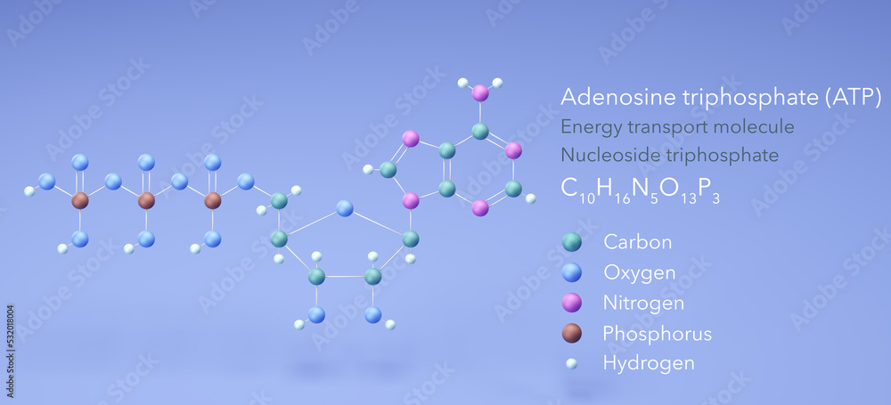 adenosine triphosphate, molecular structures, energy transport, ball ... adenosine triphosphate, molecular structures, energy transport, ball ...