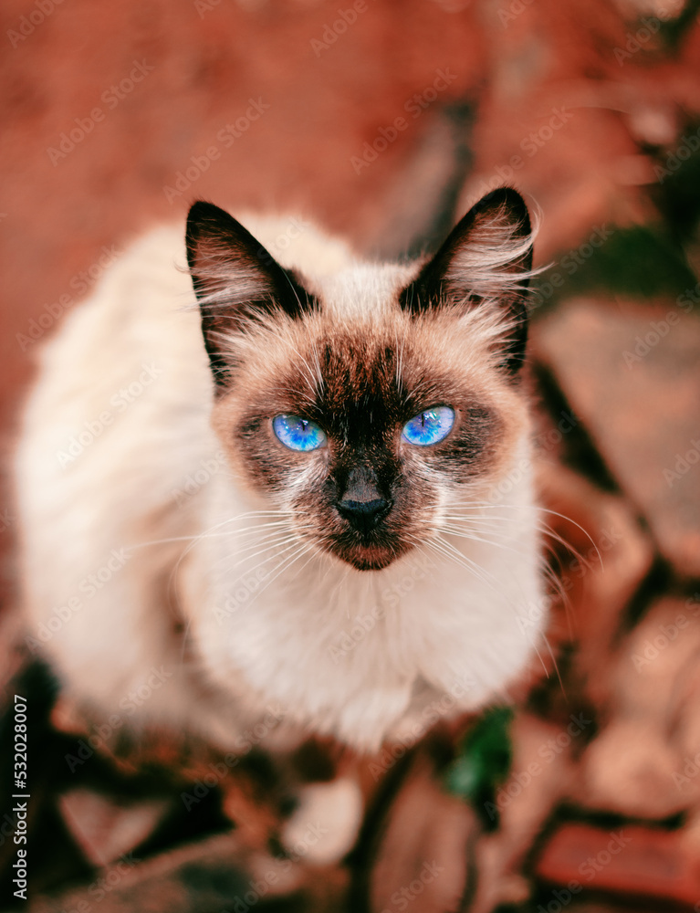 Siamese cat. Photo of domestic animal with blue eyes and white fur ...