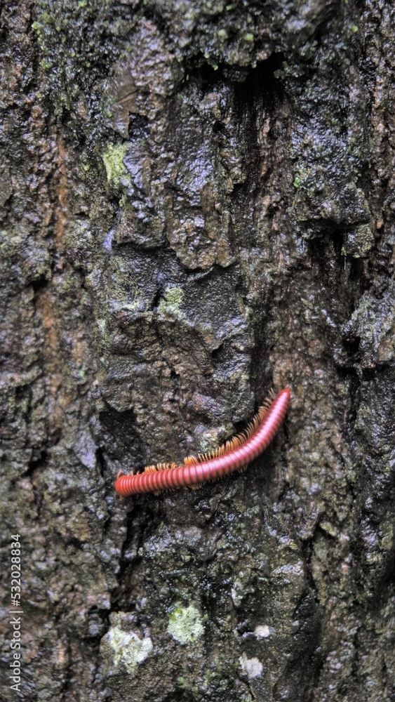 Trigoniulus corallines also called as rusty millipede or common Asian ...