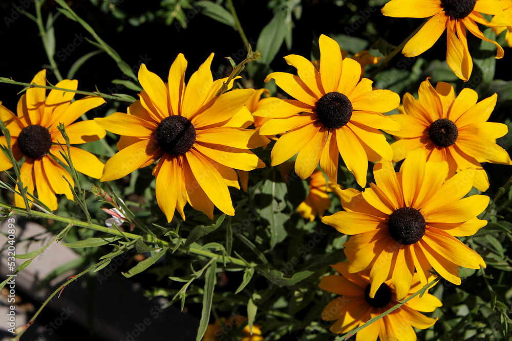 Rudbeckia fulgida sort Goldsturm: rudbeckia with yellow flowers blooms ...
