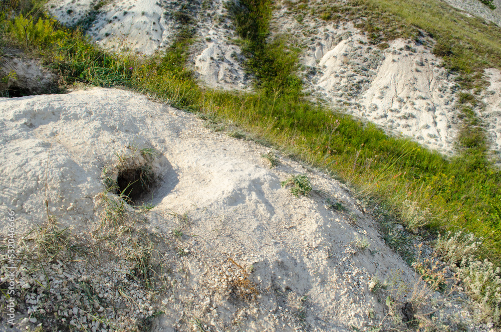 Groundhog burrow in natural conditions. Burrow of the Marmota bobak in ...