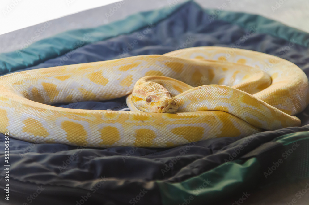Albino snake found in the forest of Merida, Venezuela. Stock Photo ...