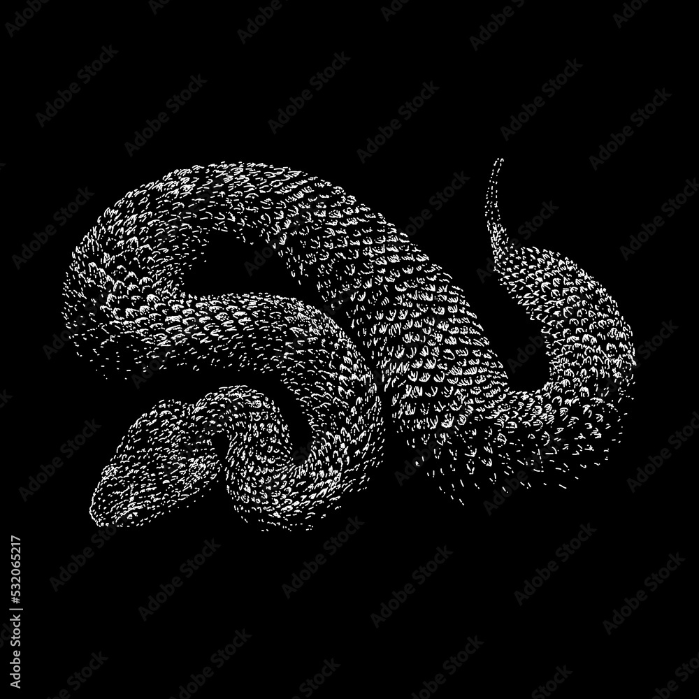 Sand Viper hand drawing vector illustration isolated on black ...