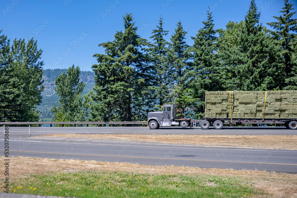 Gray day cab big rig classic semi truck transporting pressed hay on ...