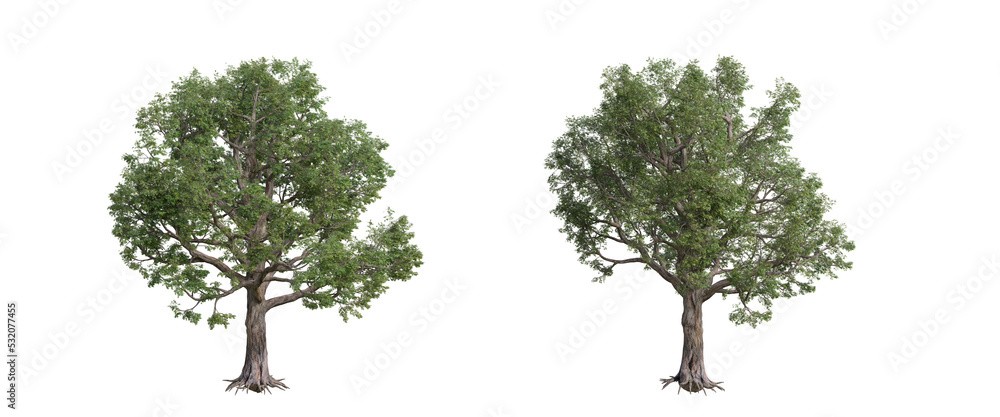 tree isolated on transparent background , tree 3d render Stock ...