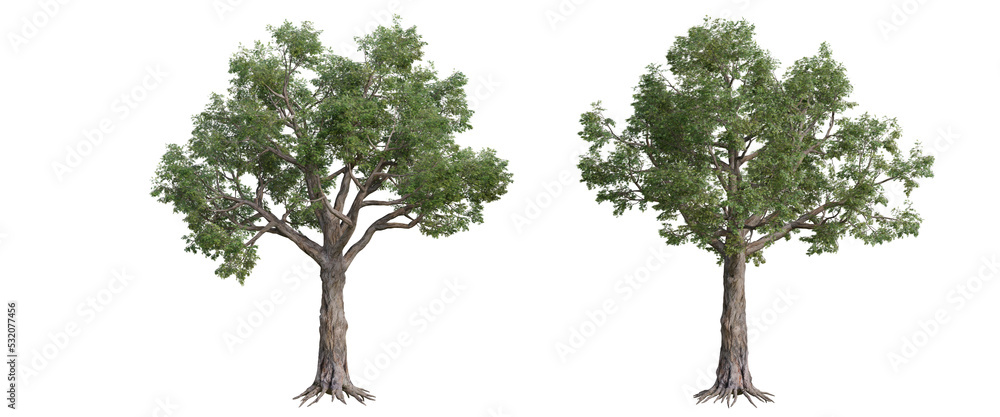 tree isolated on transparent background , tree 3d render Stock ...
