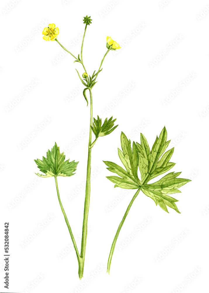 watercolor drawing plant of meadow buttercup, Ranunculus acris , hand ...