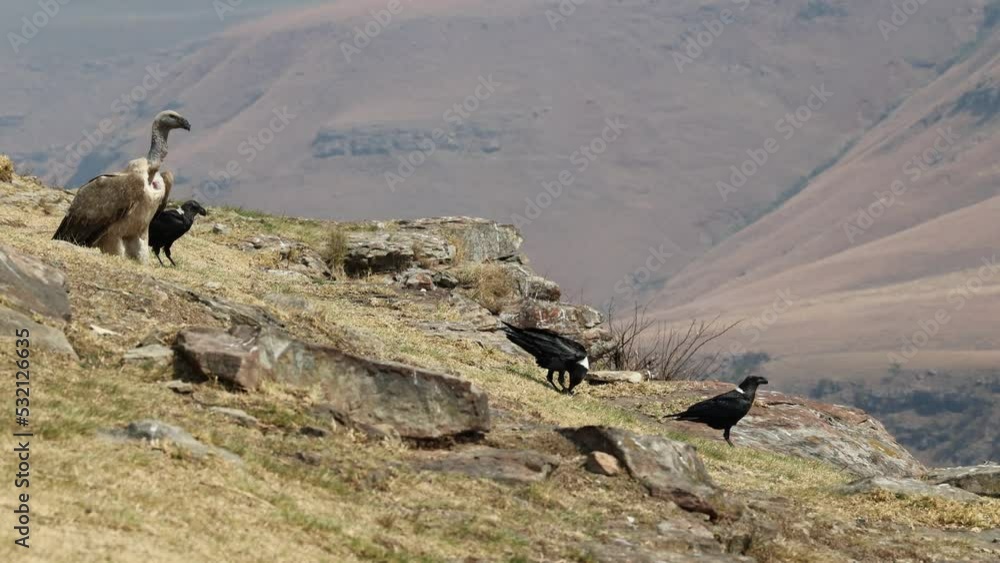 White necked raven pulling the tail feathers of a cape vulture Stock ...