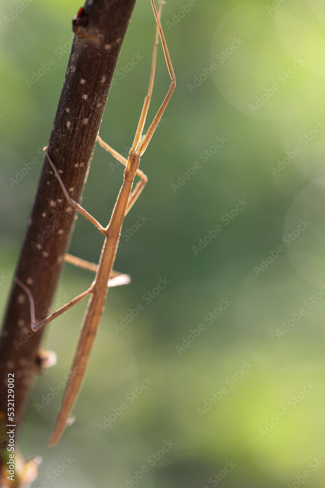 stick insect walking on a branch. Biodiversity and conservation of ...