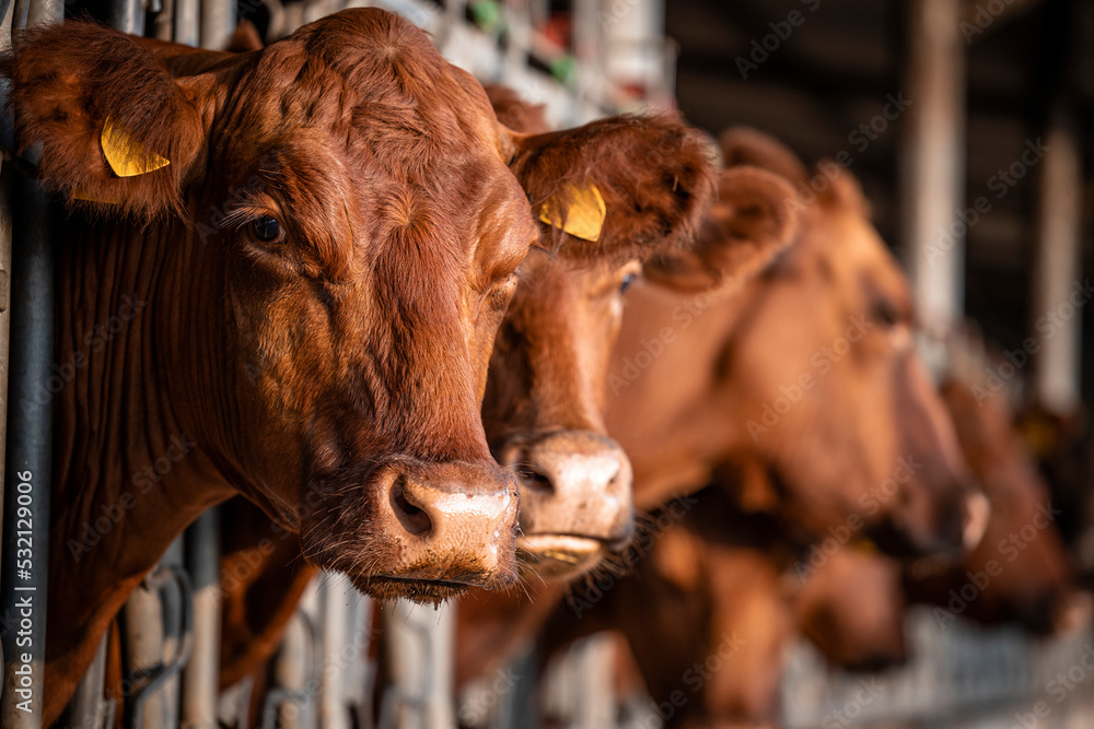 Beef cattle farming and close up view of cow standing in cowshed. Stock ...