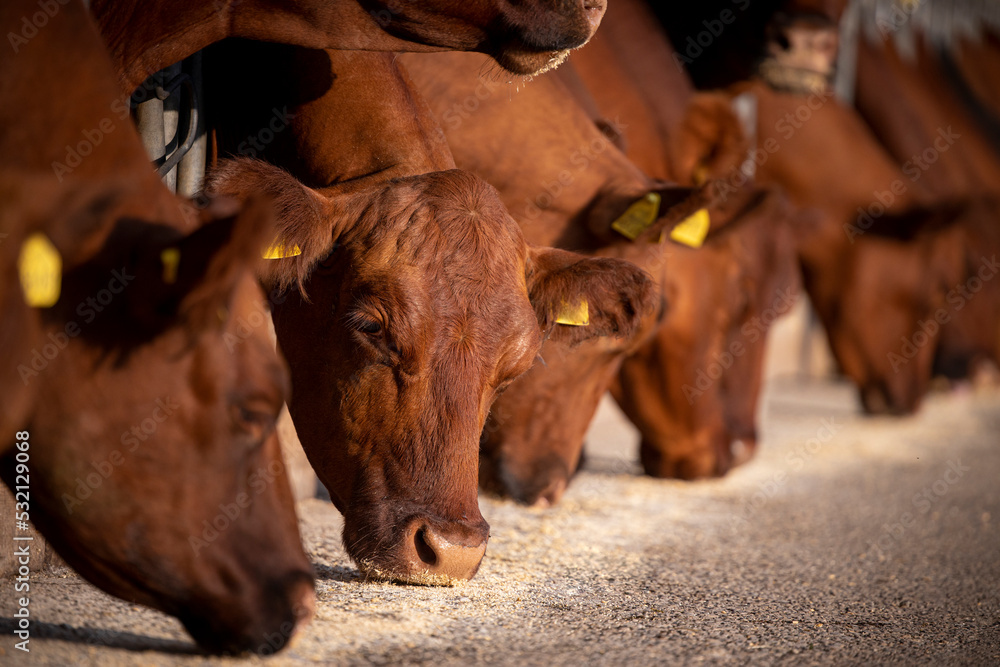 Beef cattle eating at the farm. Domestic animals husbandry. Stock Photo ...