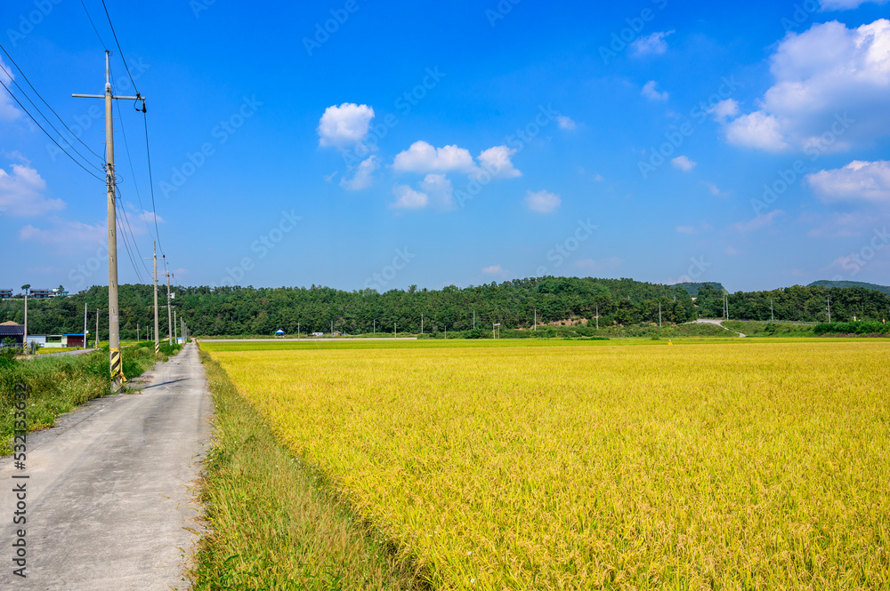 Korean traditional rice farming. Korean rice farming scenery. Korean ...