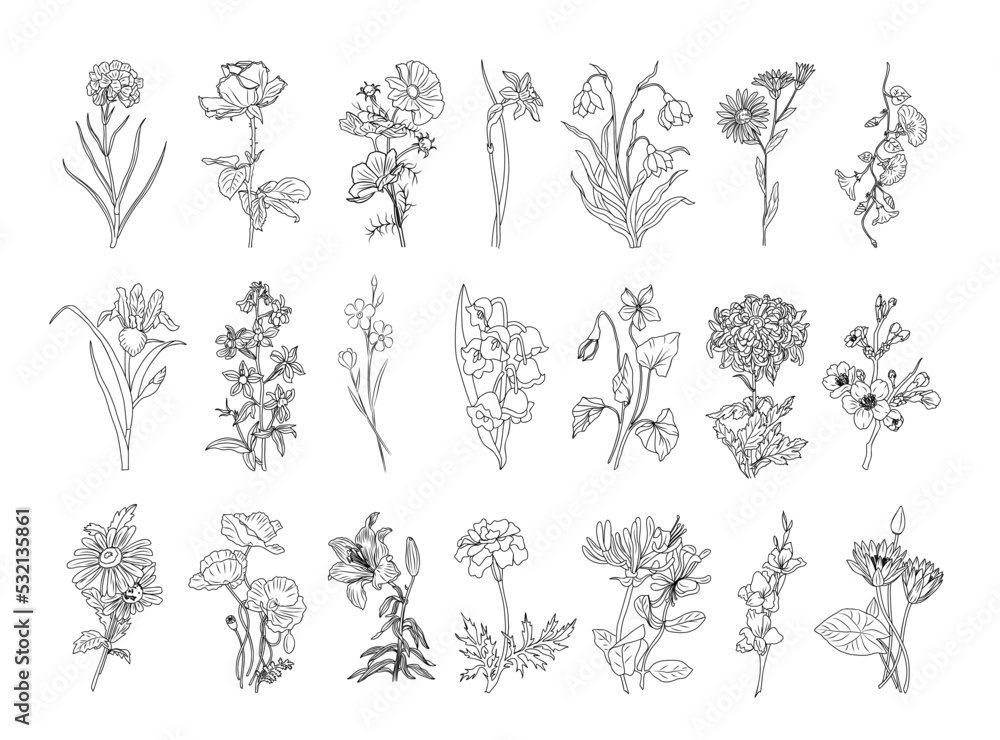 Set of botanical Line Art. Black Ink Sketch of Flowers collection ...