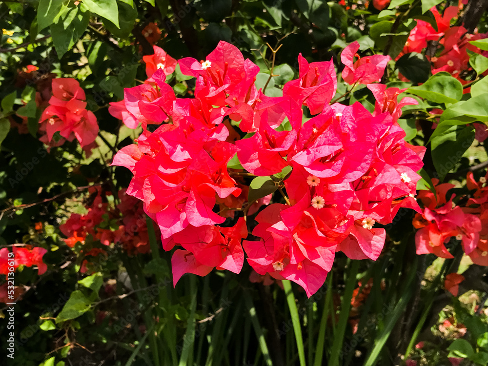 Pink Bougainvillea Flowers In Rural Area In Indonesia Called Bunga