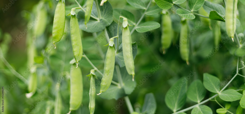 Pea plant with pods, harvest on a bush. Stock Photo | Adobe Stock