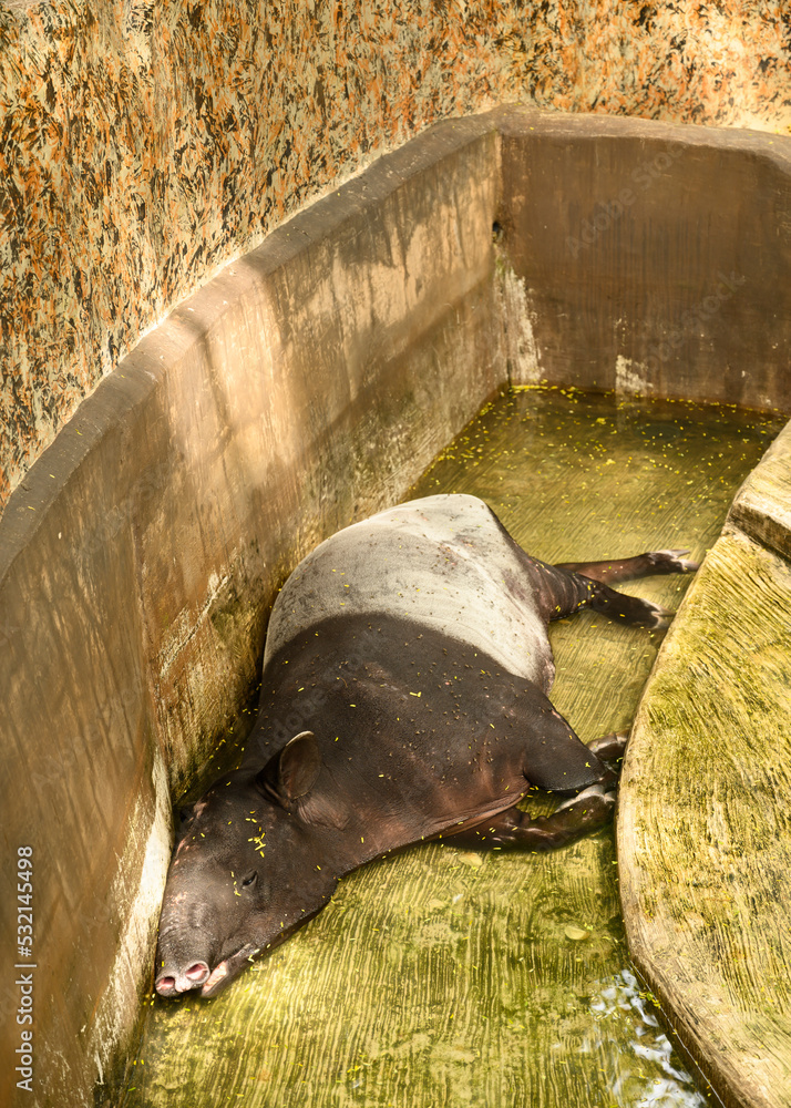 The Malayan tapir (Tapirus indicus), also called the Asian tapir, is ...