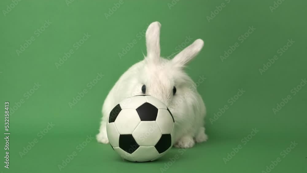 White rabbit and soccer ball on green background. Football game ...