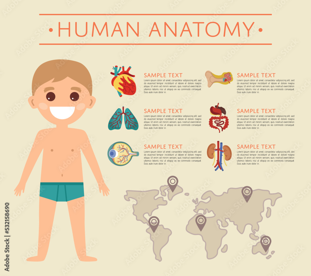 Human body anatomy poster with smiling kid. Kidney, lung, eye, ear ...