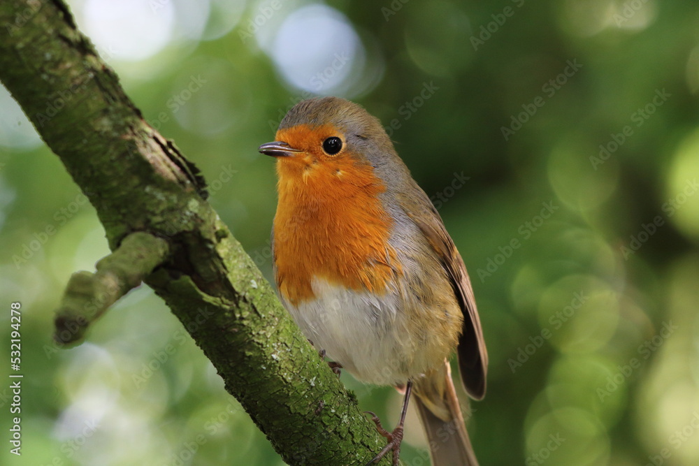 A Robin Redbreast sitting on a small branch of a tree. This photo has ...