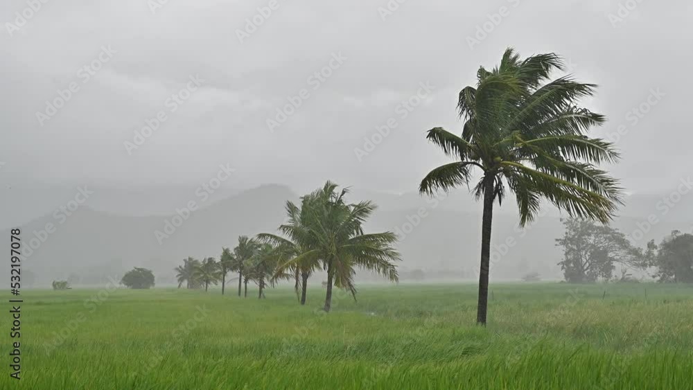 Vidéo Stock Coconut plam tree blowing by the storm wind during heavy ...