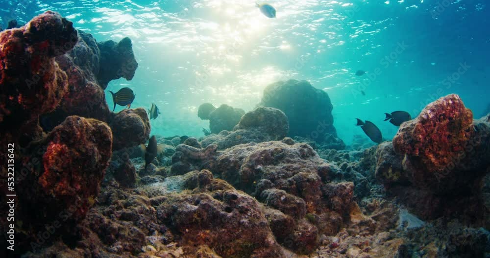 Sunset reef underwater. Fishes swim on the coral reef during sunset in ...