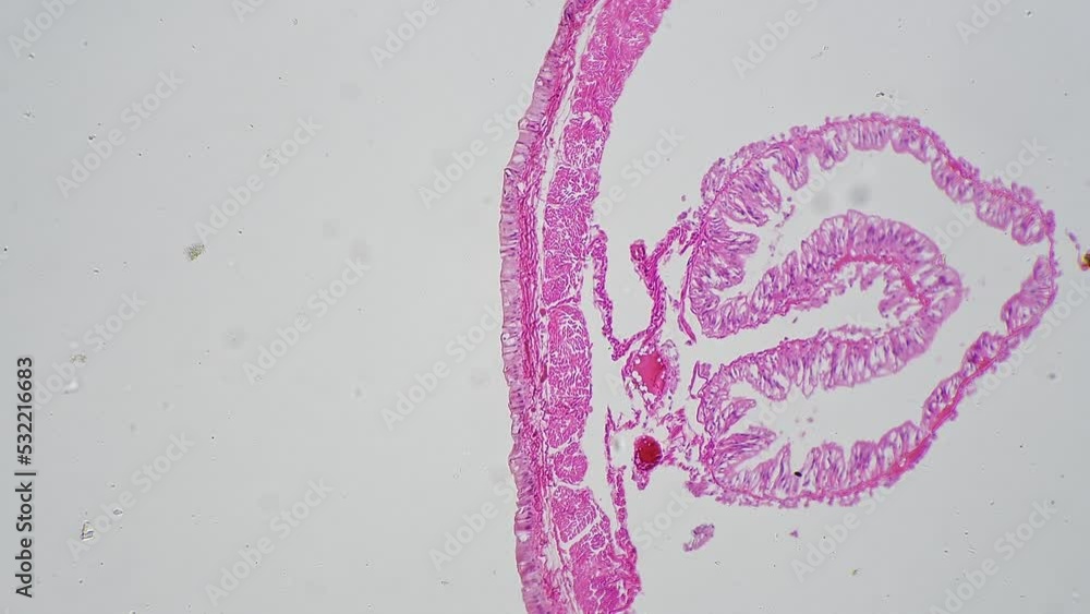 Static microscopic footage of earthworm in transversal section 100x on ...