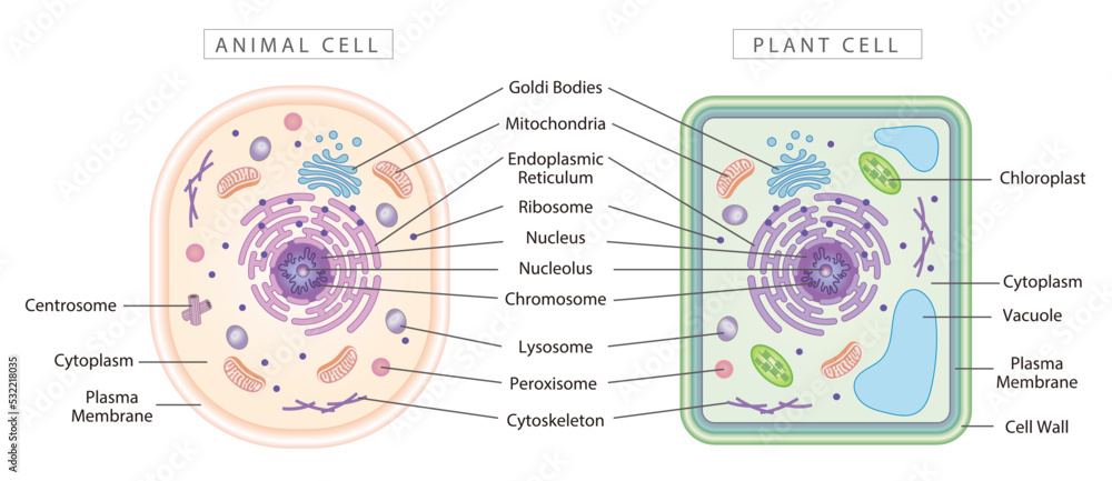 Plant Cell And Animal Cell Diagram