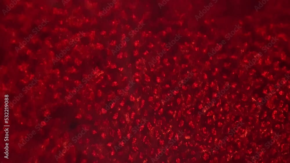 Macro static footage of red alga porphyra under microscope 400x on ...