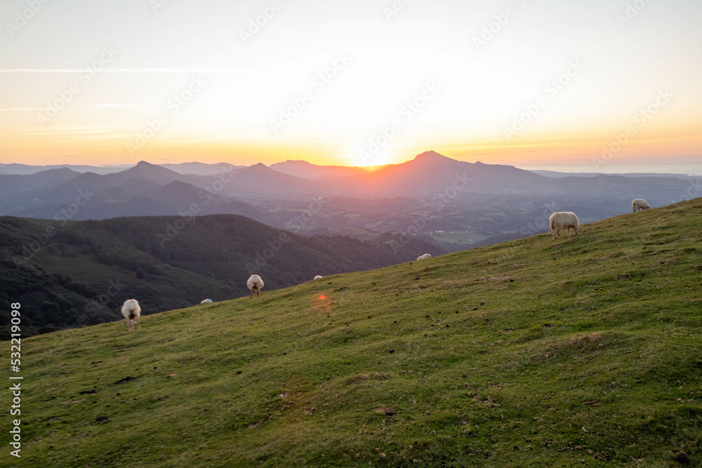 Bebris basque, qui broute dans la montagne au couché du soleil en été ...