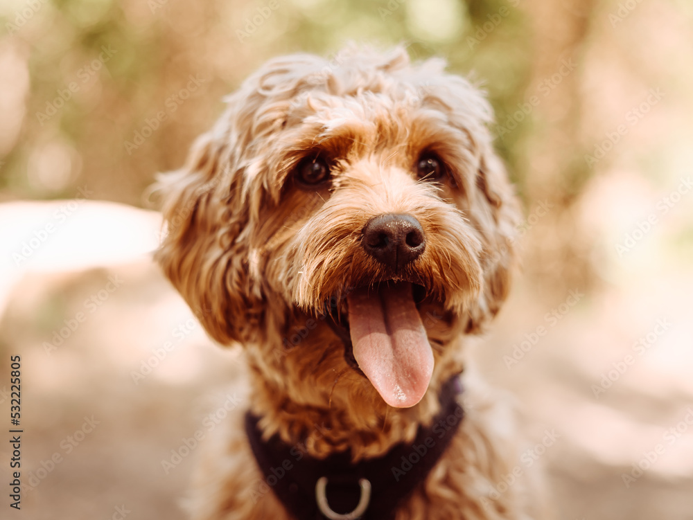 Cavapoo dog wearing black harness sitting steady with tongue out ...